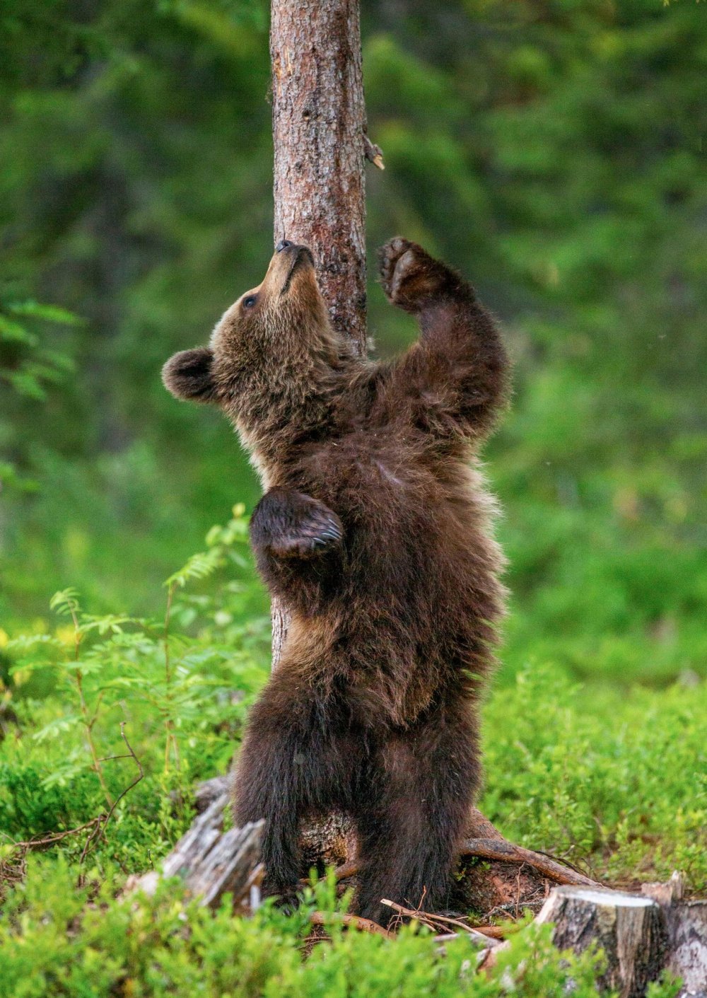 Rasplesani medvjed apsolutno je sjajan - tportal