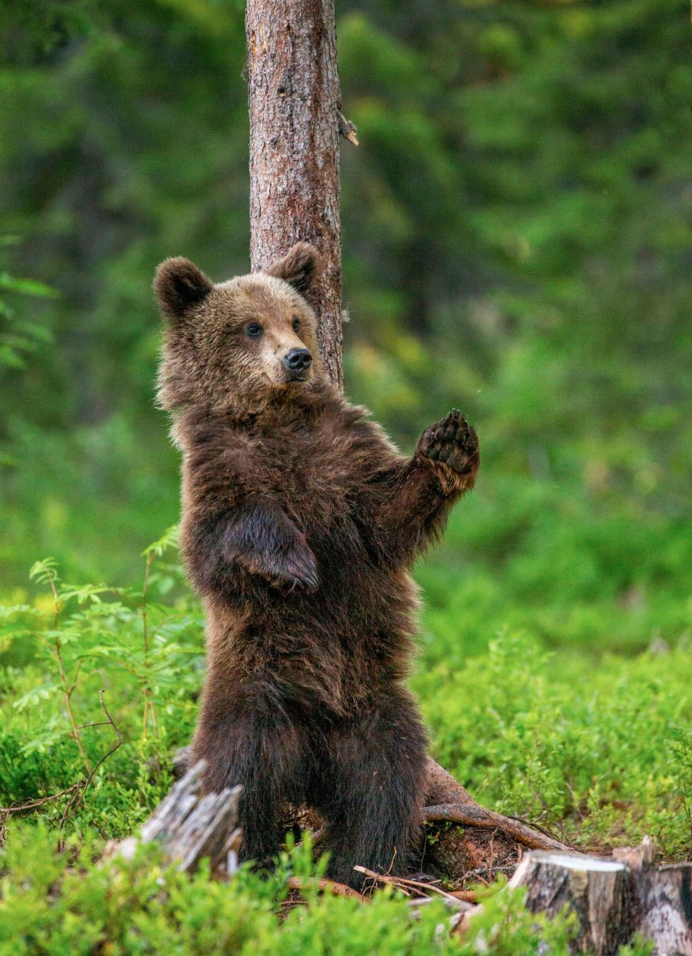Rasplesani medvjed apsolutno je sjajan - tportal