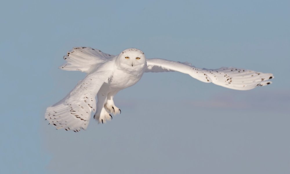 Pogledajte veličanstvenu snježnu sovu - tportal
