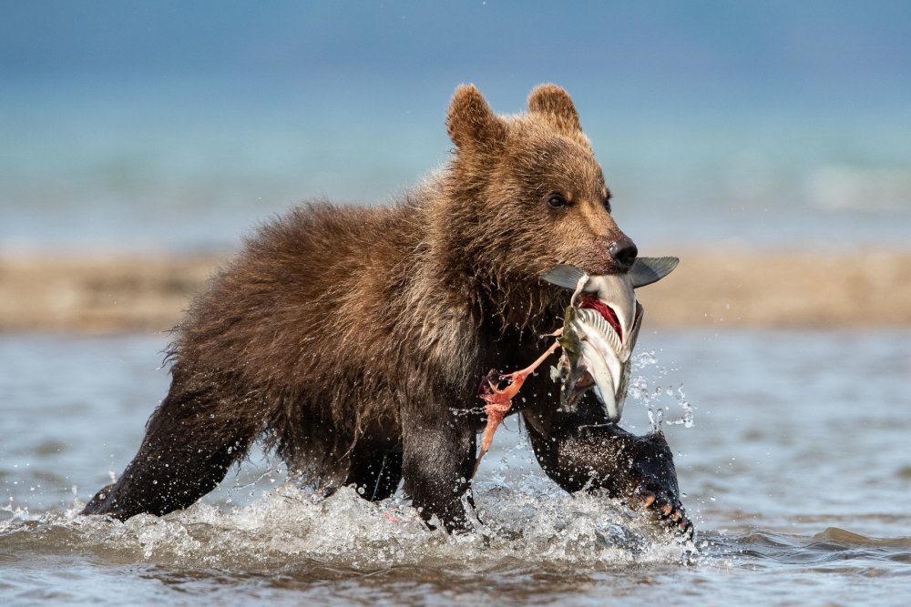 Pogledajte medvjedicu koja uči mladunce loviti ribu - tportal