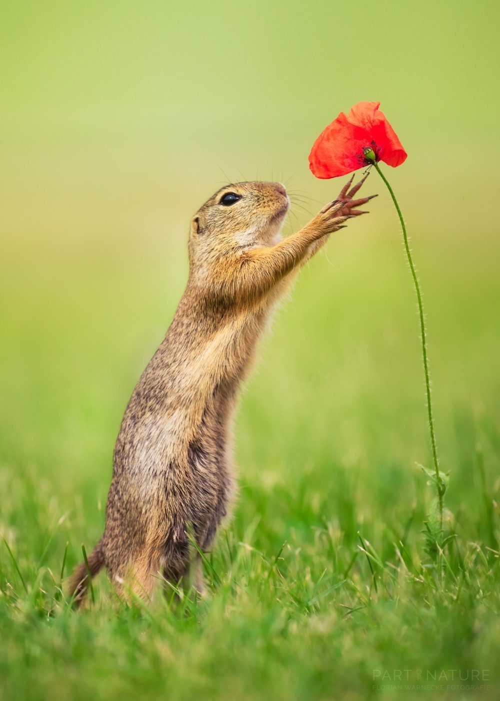 Vjeverice se počele pripremati za Uskrs - tportal