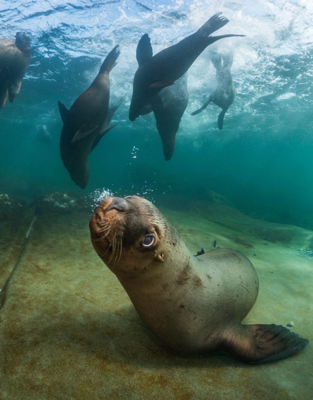 Druželjubivi morski lavovi uživaju u društvu znatiželjne Kanađanke ...