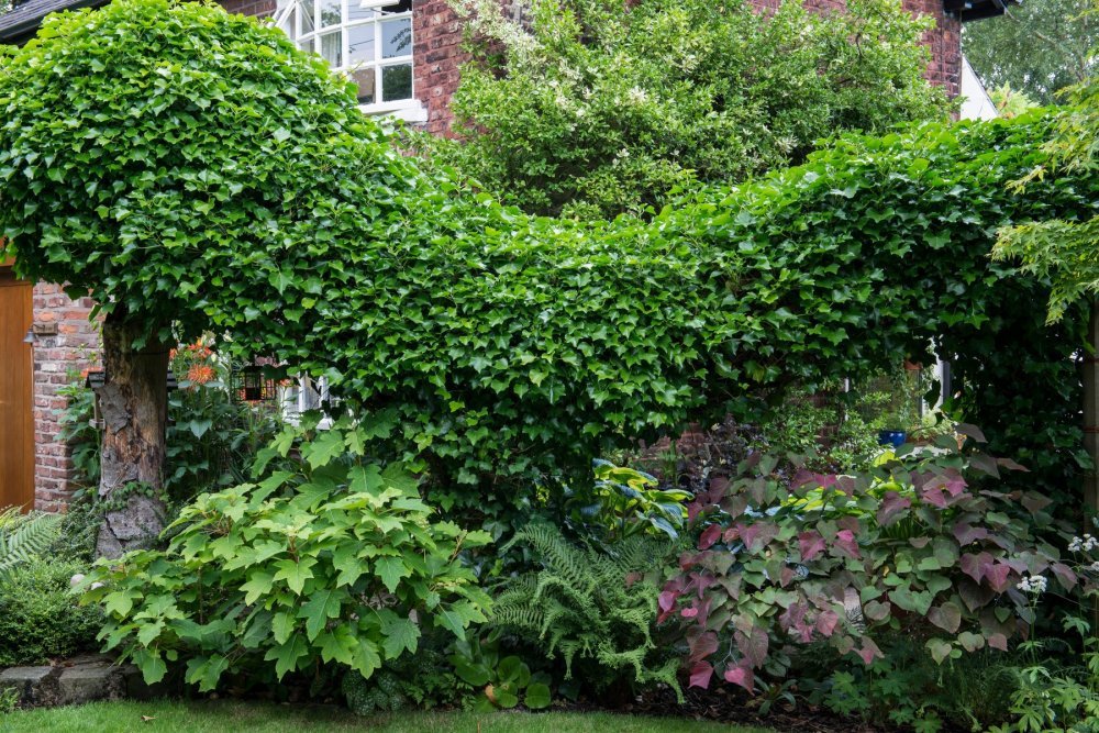 Deset biljaka koje se ne isplati saditi u vrtu - tportal