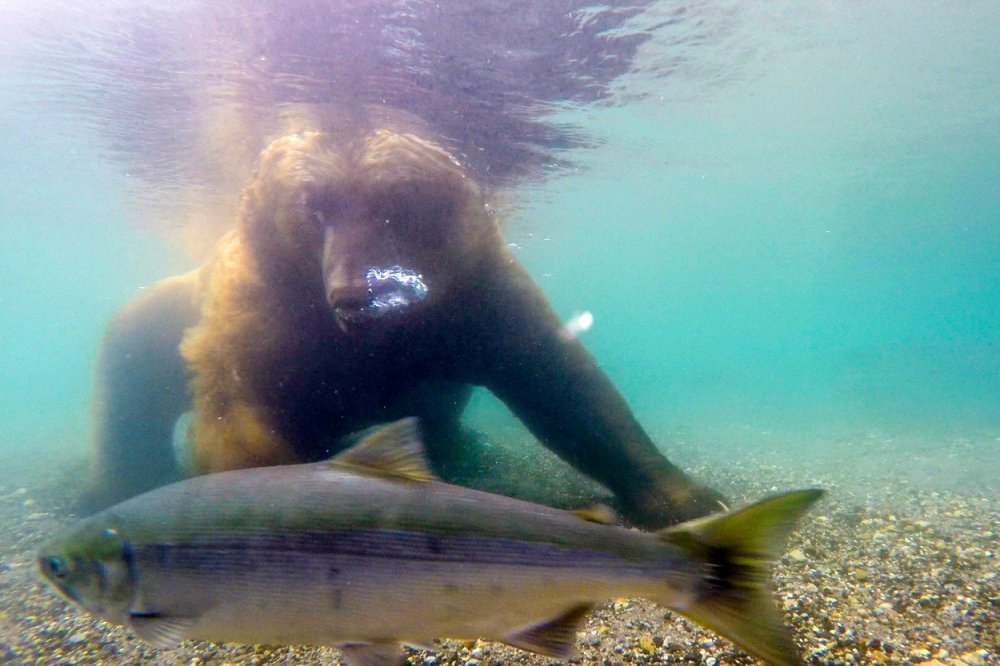 Ruski medvjedi bave se podvodnim ribolovom - tportal