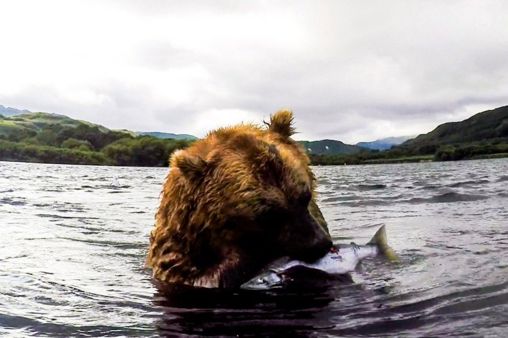 Ruski medvjedi bave se podvodnim ribolovom - tportal