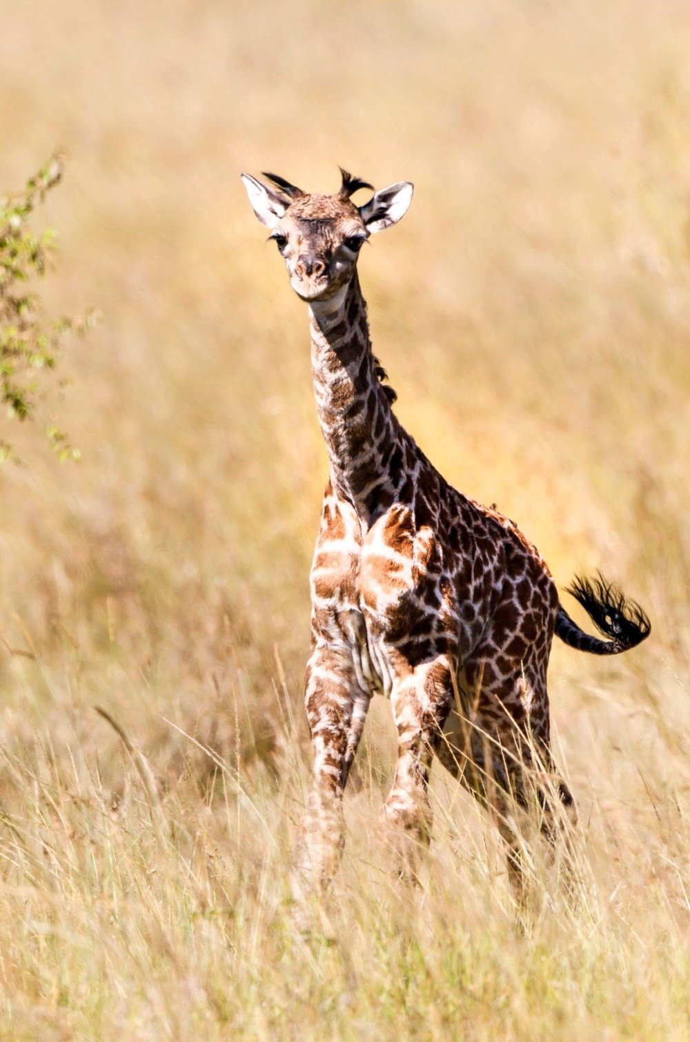 Žirafica koja radi svoje prve korake prava je milina - tportal