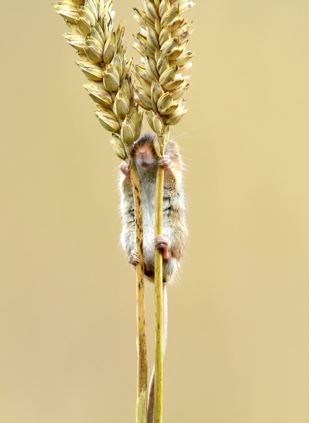 Svatko je Tarzan u svojoj džungli, pa tako i mali poljski miš! - tportal