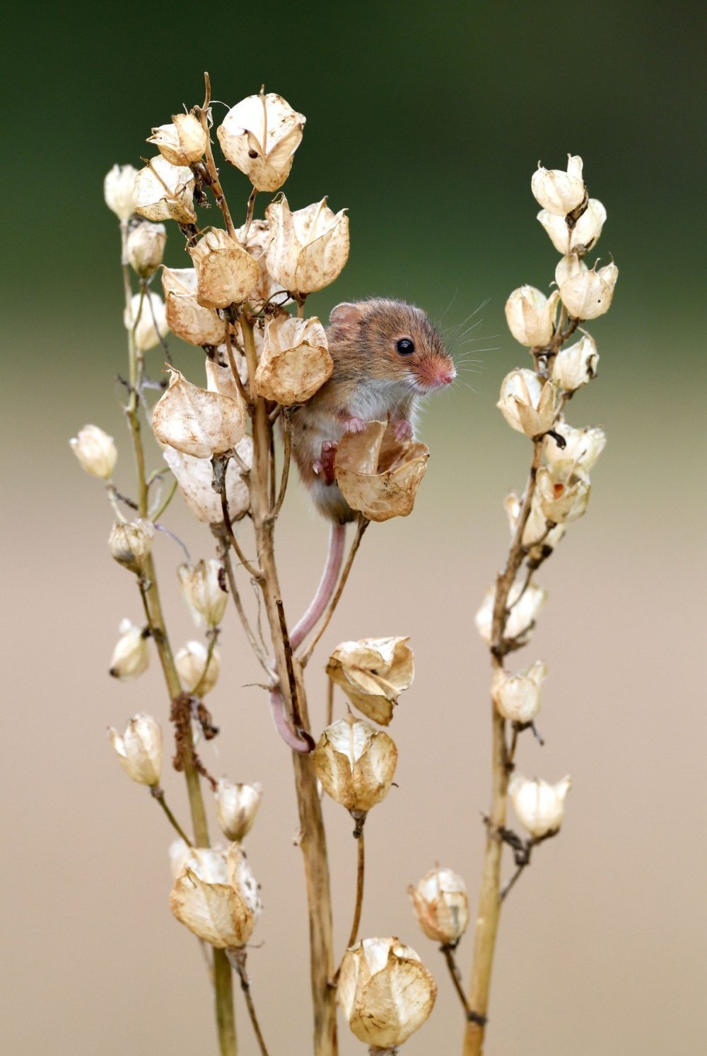 Svatko je Tarzan u svojoj džungli, pa tako i mali poljski miš! - tportal