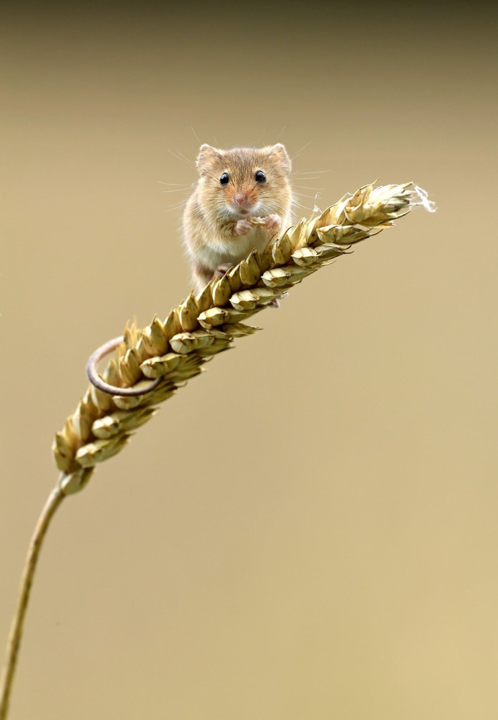 Svatko je Tarzan u svojoj džungli, pa tako i mali poljski miš! - tportal