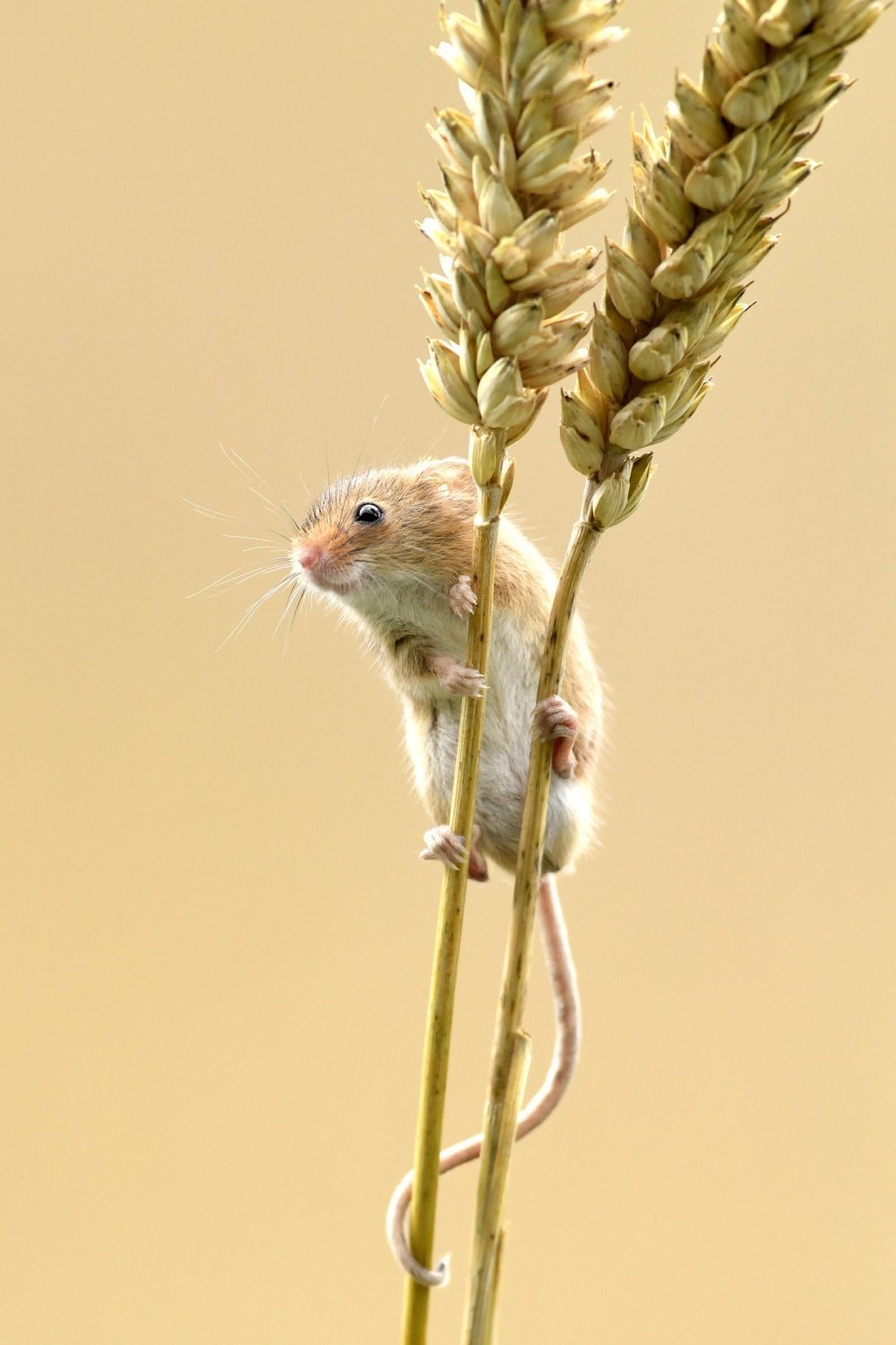 Svatko je Tarzan u svojoj džungli, pa tako i mali poljski miš! - tportal