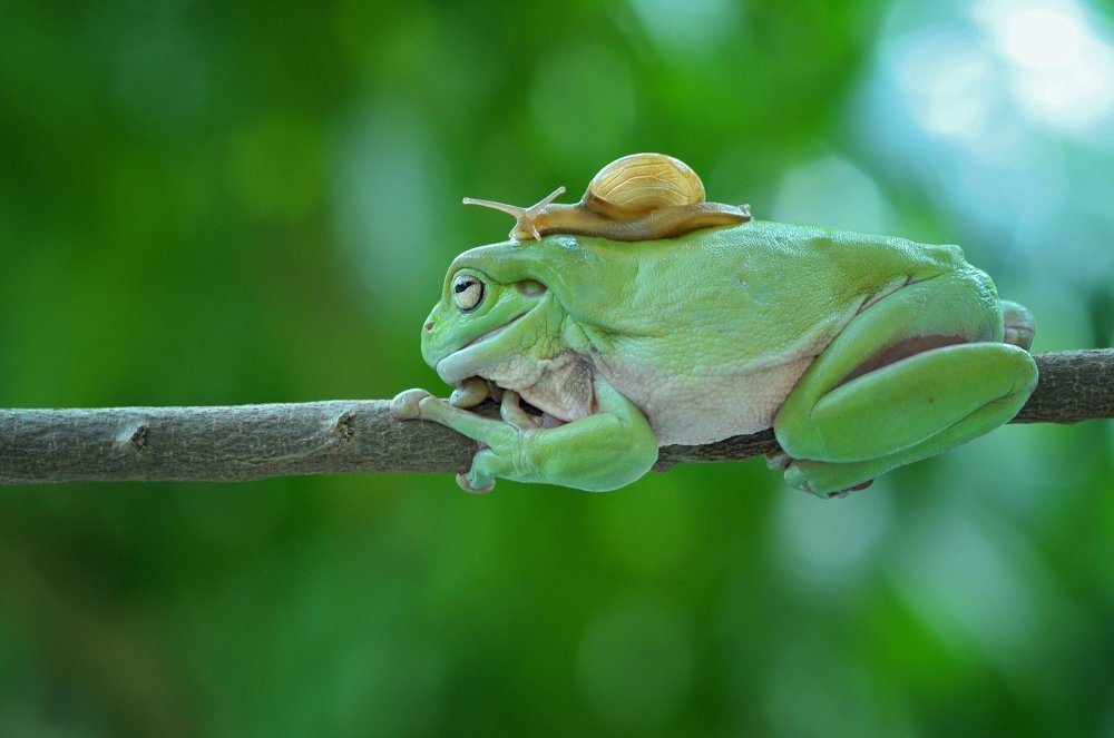 Mi imamo taksi, a puževi – žabe! - tportal