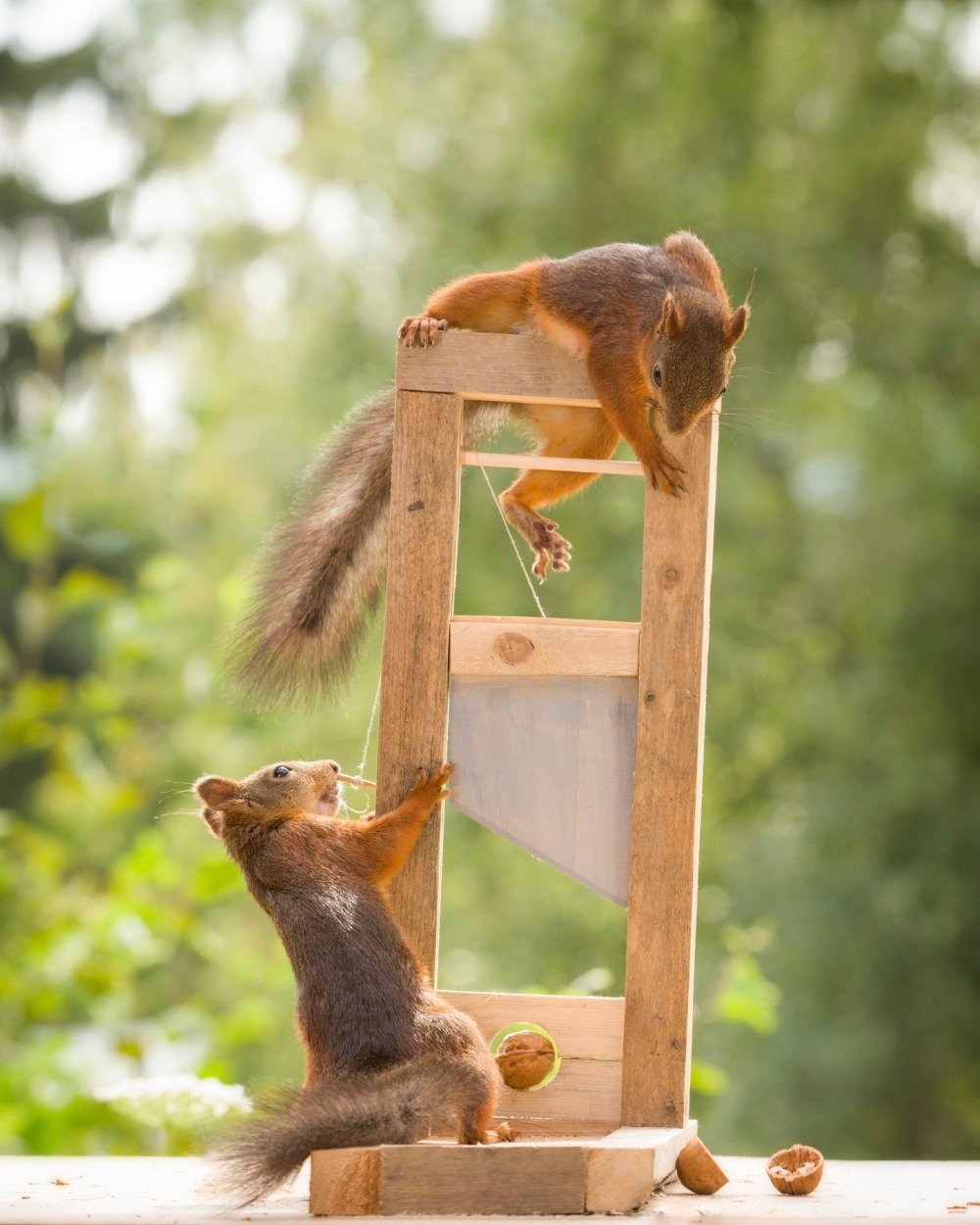 Nikad niste vidjeli nešto slađe od vjeverica koje otvaraju orahe - tportal