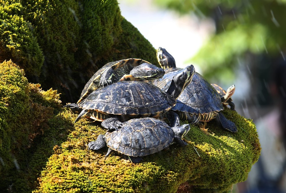Kornjače u Šibeniku znaju kako se najbolje rashladiti, a svojom ...