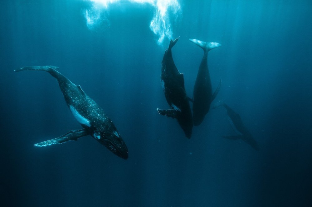 Pogledajte veličanstvene grbave kitove - tportal