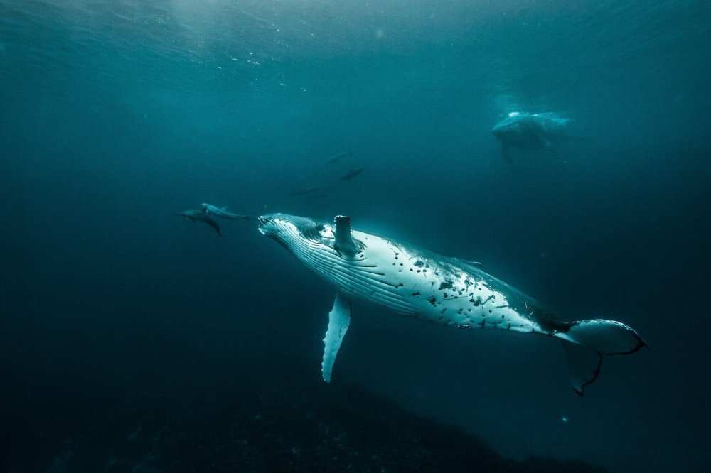 Pogledajte veličanstvene grbave kitove - tportal