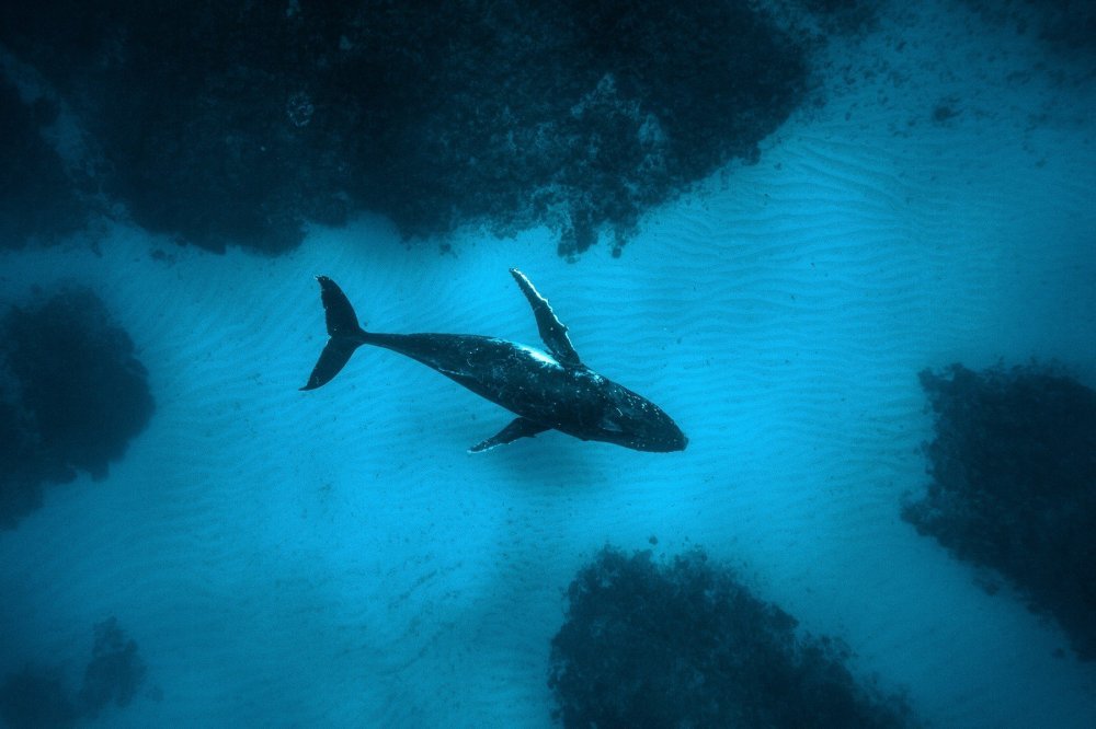 Pogledajte veličanstvene grbave kitove - tportal