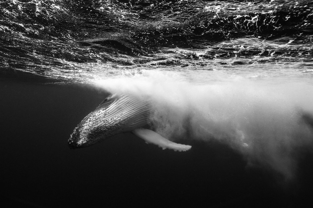 Pogledajte veličanstvene grbave kitove - tportal