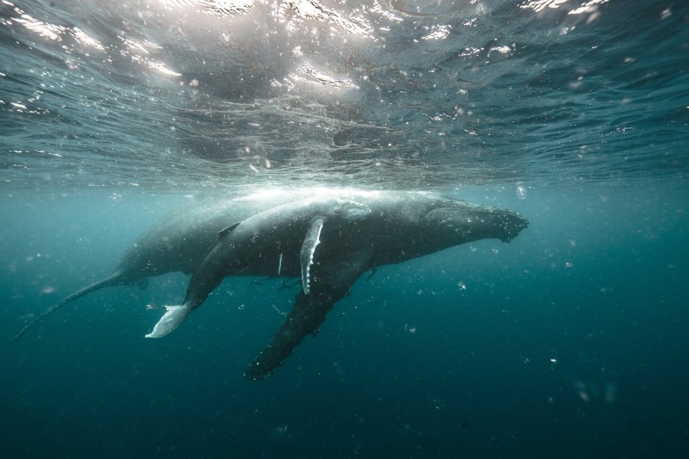 Pogledajte veličanstvene grbave kitove - tportal