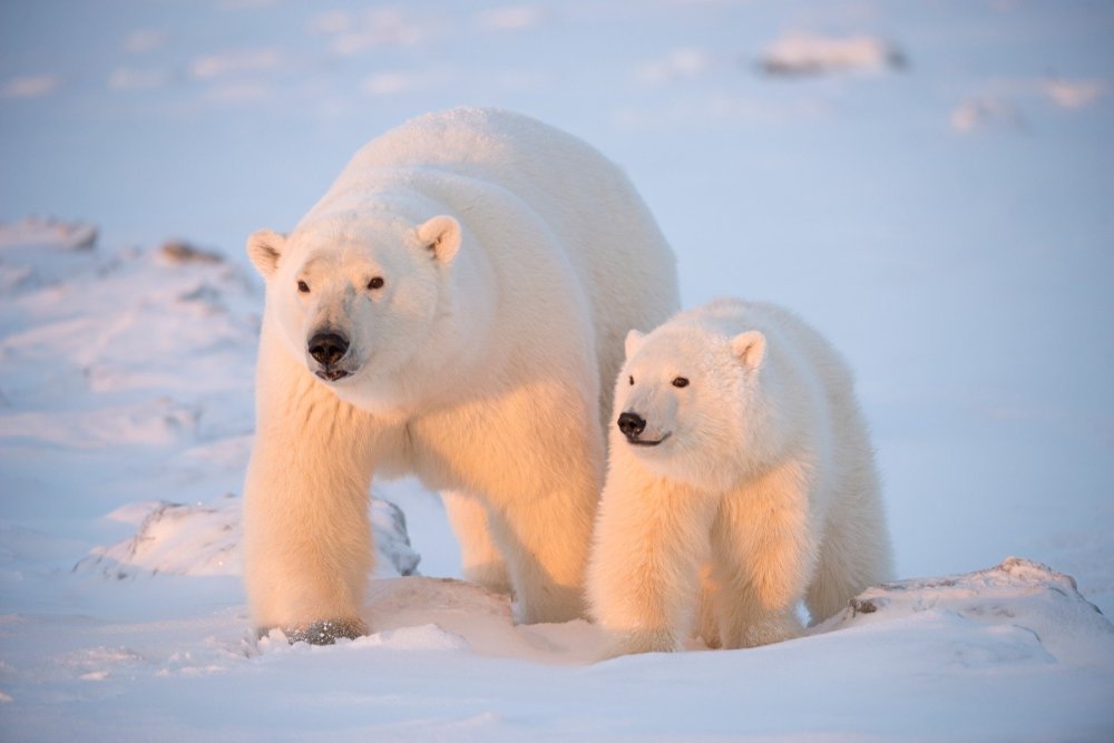 Pogledajte predivne polarne medvjede u svom prirodnom okolišu - tportal