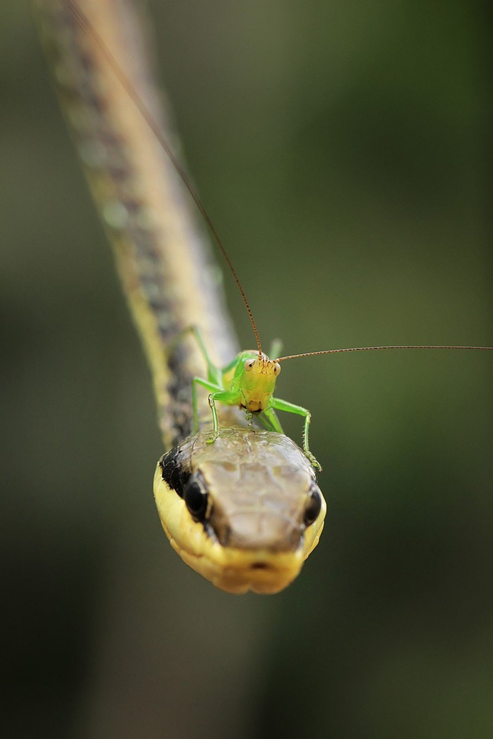 Skakavac ne poznaje strah – koristi zmiju kao autobus! - tportal