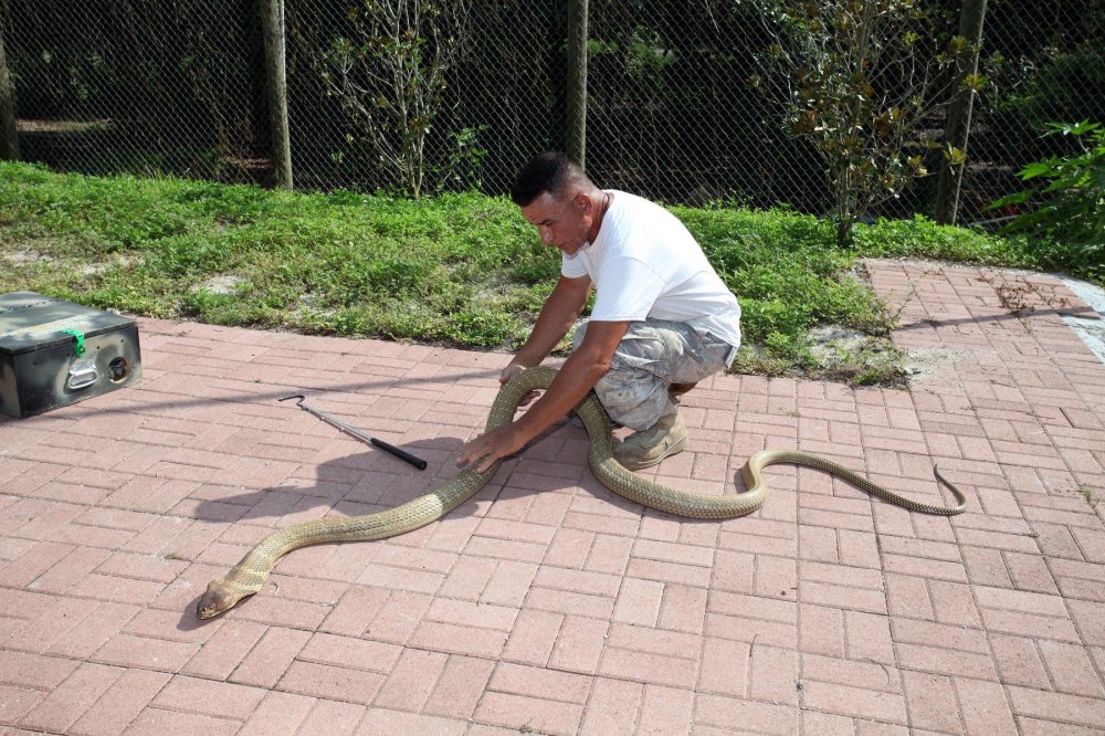 Upoznajte čovjeka koji svoj dom dijeli sa 60 otrovnica - tportal