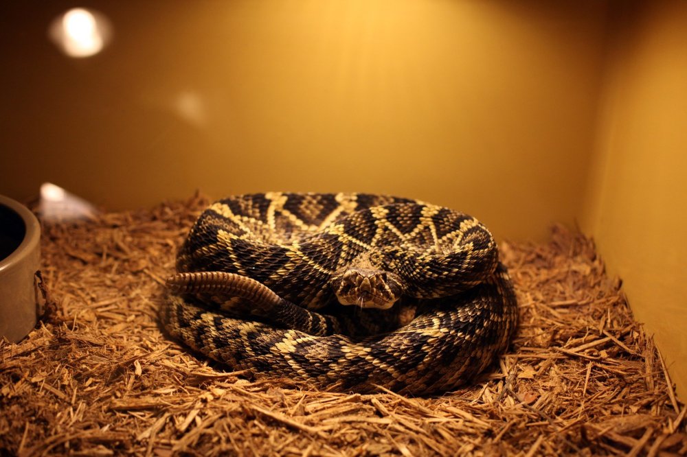 Upoznajte čovjeka koji svoj dom dijeli sa 60 otrovnica - tportal