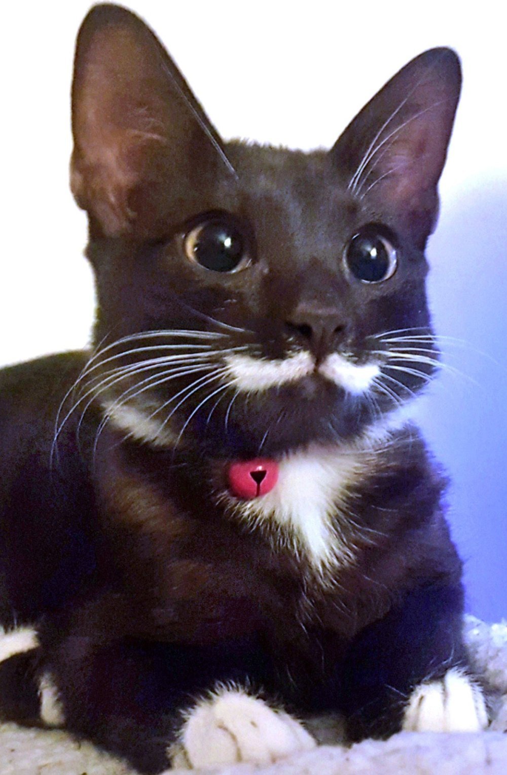 Prekrasni mačak ima savršene bijele brkove - tportal