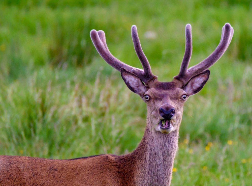 Pogledajte najbolje fotografije divljih životinja - tportal