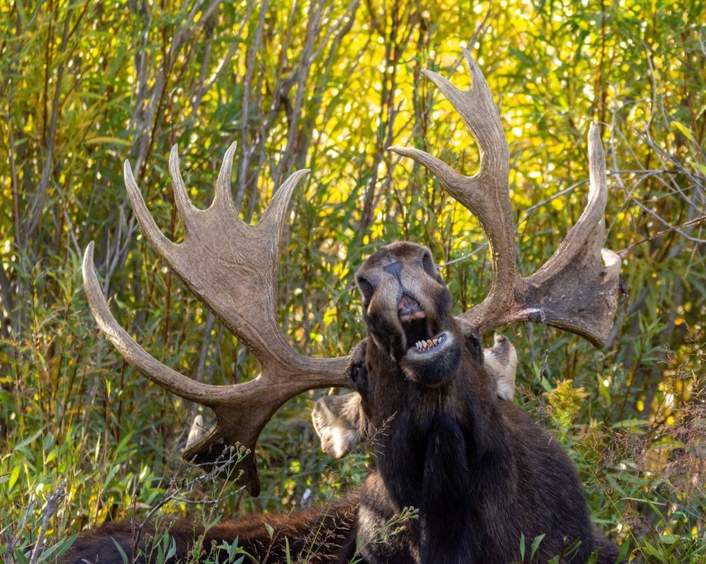 Pogledajte najbolje fotografije divljih životinja - tportal