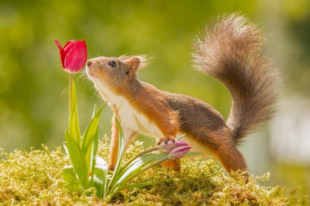 Dobrodošli u svijet vjeverica! - tportal