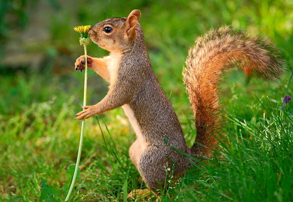 Dobrodošli u svijet vjeverica! - tportal