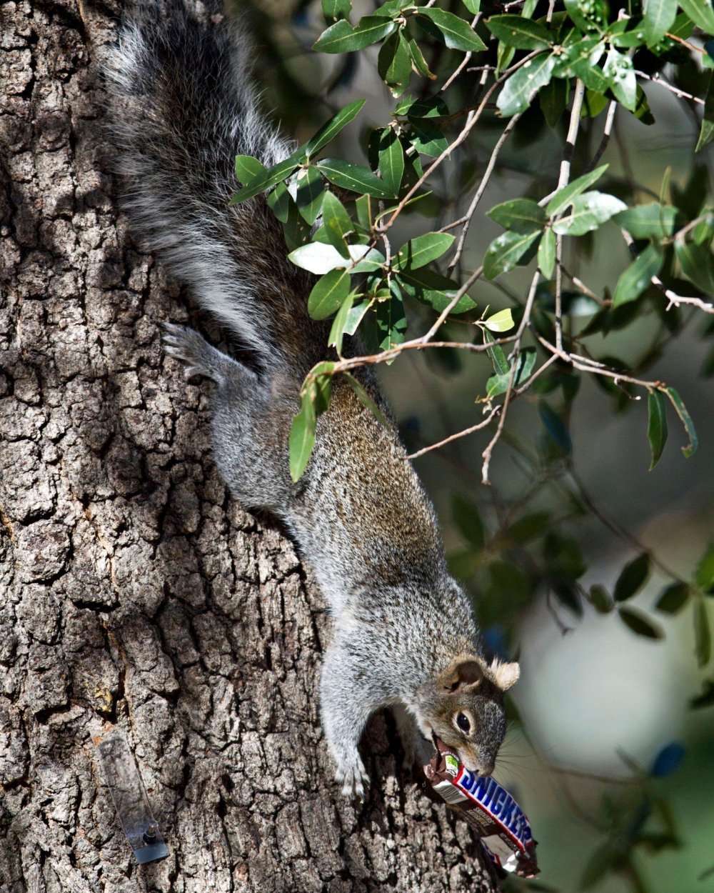 Dobrodošli u svijet vjeverica! - tportal
