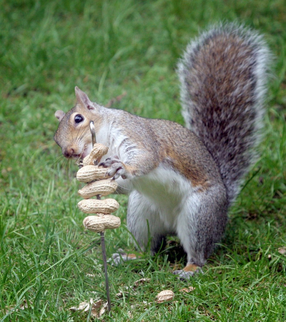 Dobrodošli u svijet vjeverica! - tportal