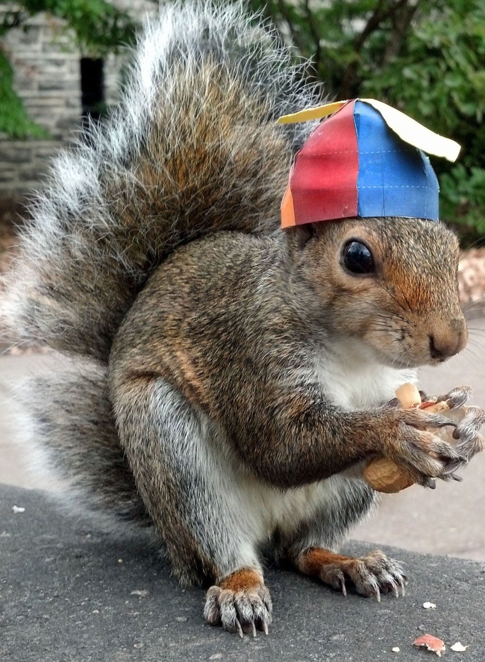 Dobrodošli u svijet vjeverica! - tportal