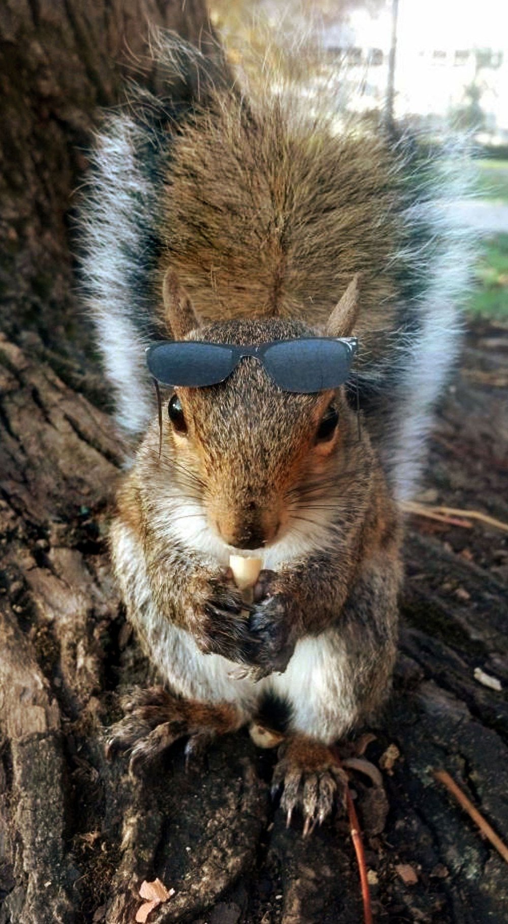 Dobrodošli u svijet vjeverica! - tportal