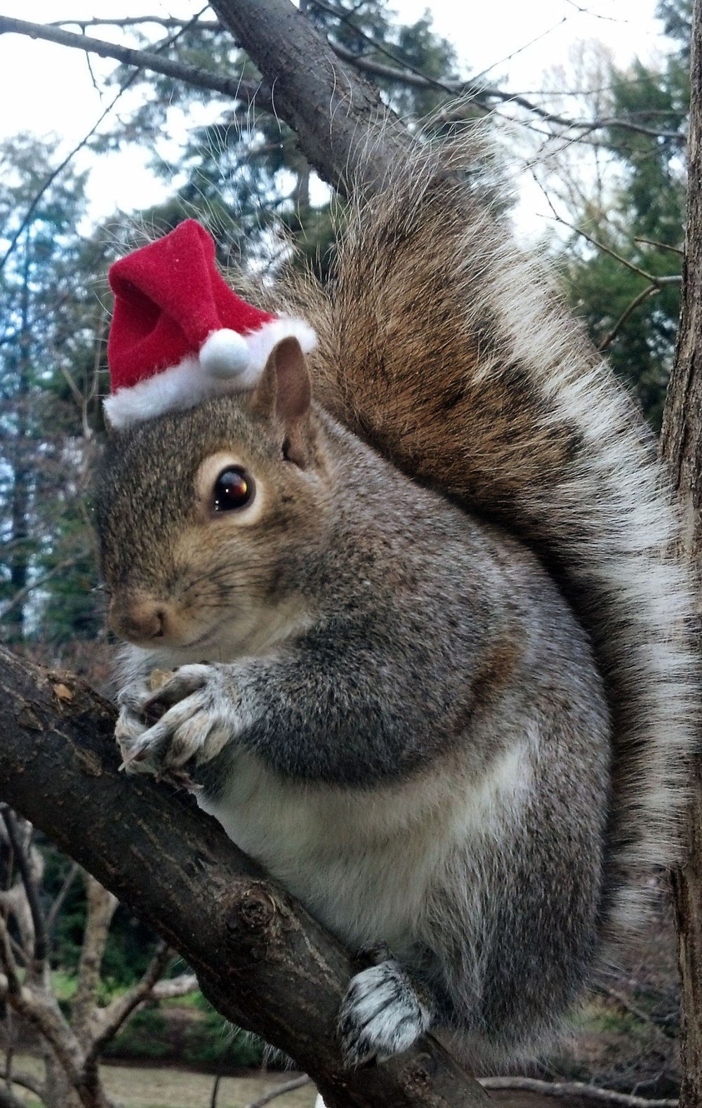 Dobrodošli u svijet vjeverica! - tportal