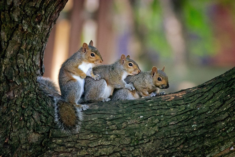 Dobrodošli u svijet vjeverica! - tportal