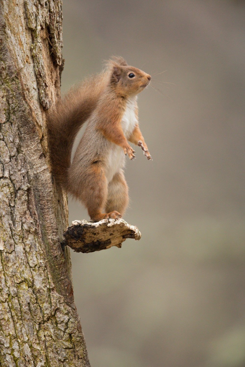 Dobrodošli u svijet vjeverica! - tportal
