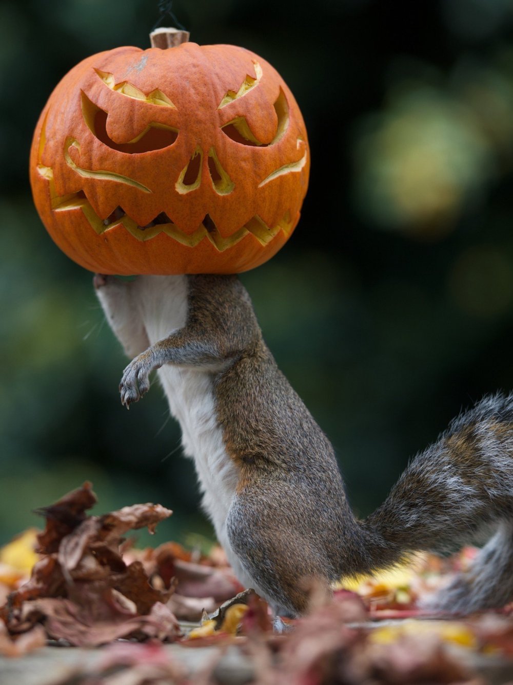 Dobrodošli u svijet vjeverica! - tportal