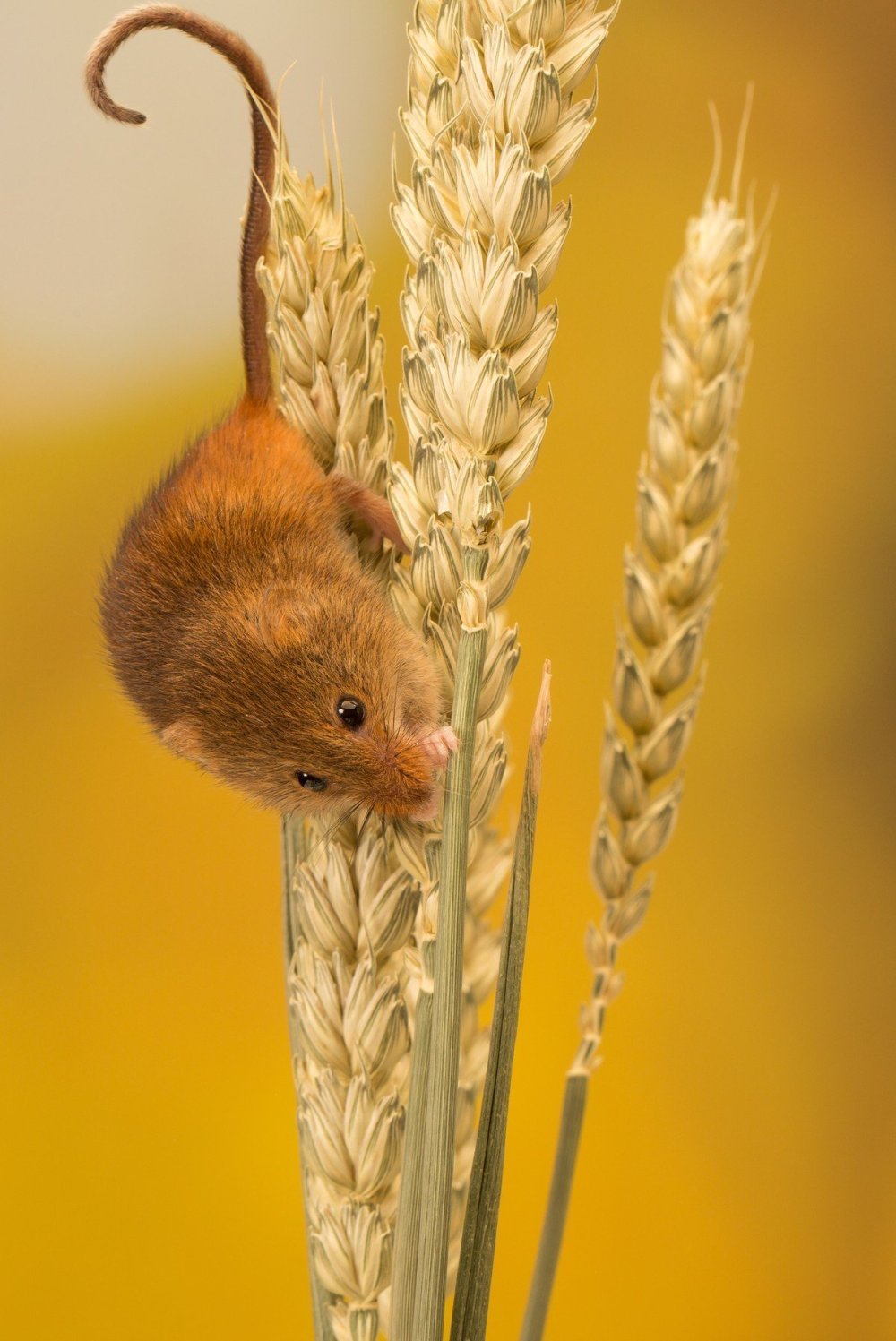 Prekrasni poljski miševi izvode neke sjajne gimnastičke trikove - tportal