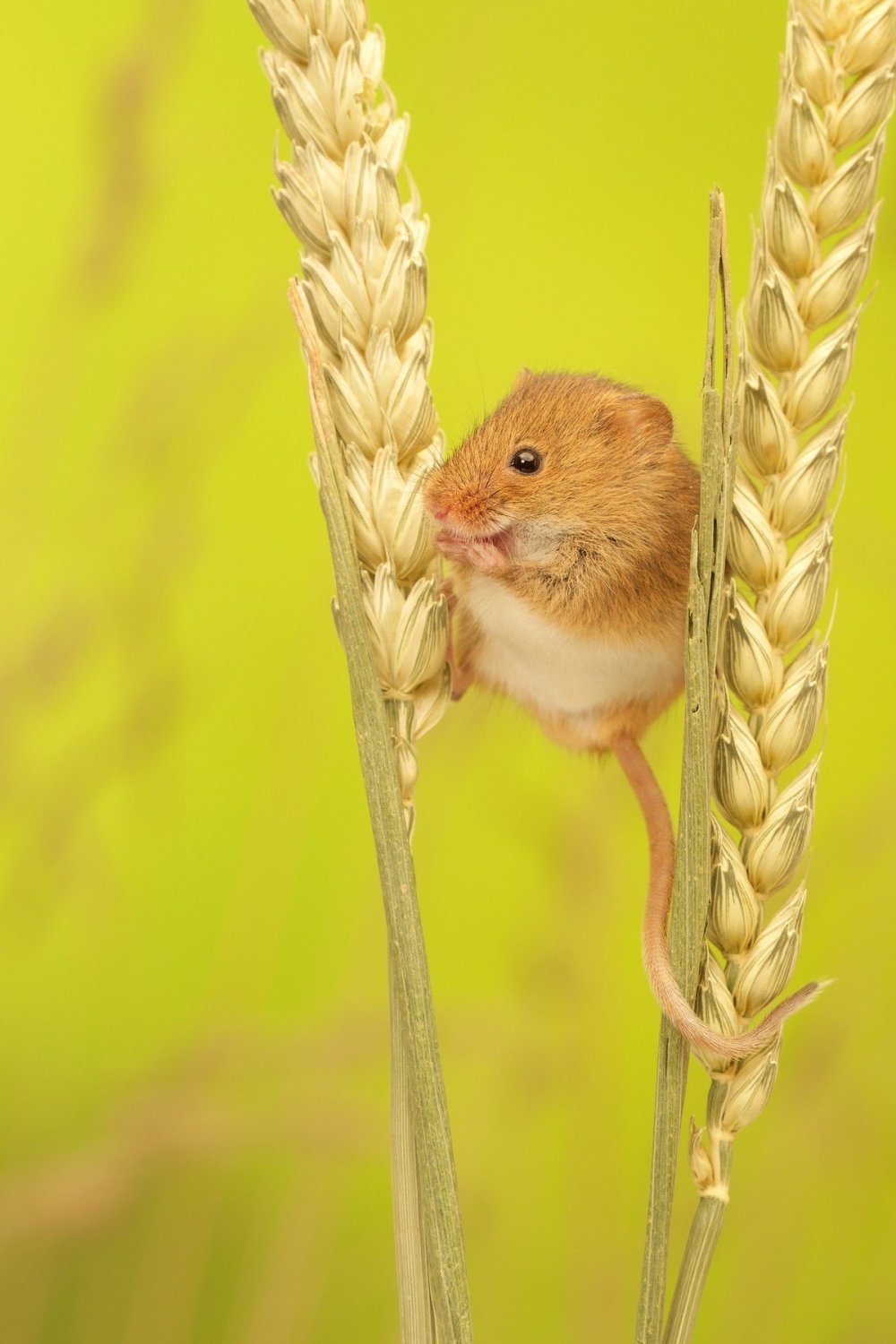 Prekrasni poljski miševi izvode neke sjajne gimnastičke trikove - tportal