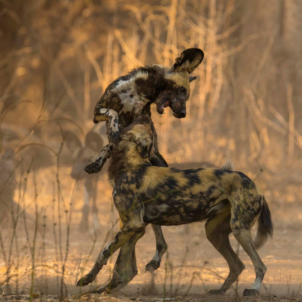 Pogledajte rijetke fotografije afričkih divljih pasa u lovu - tportal