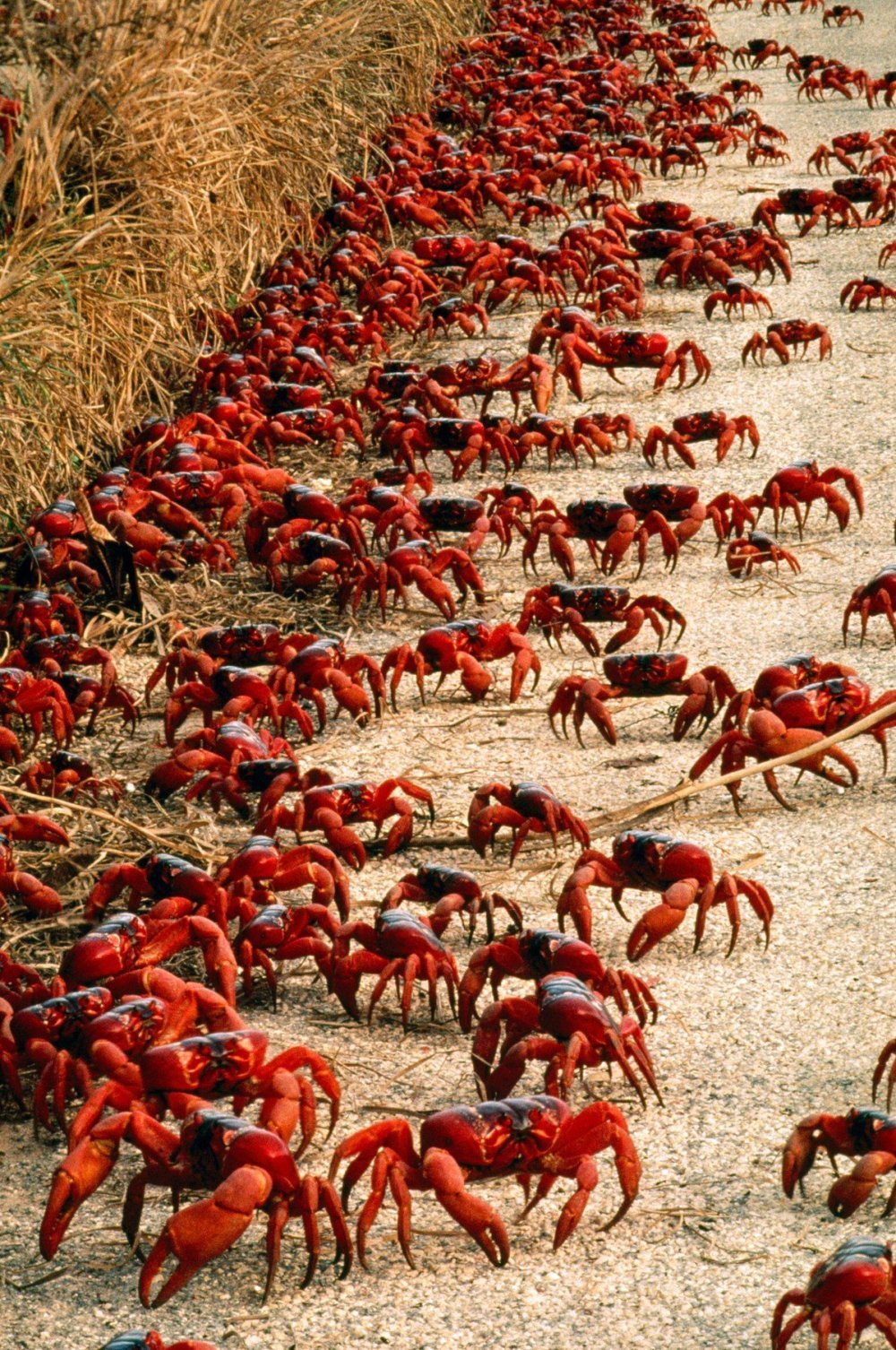 Milijuni crvenih rakova preplavili otok u Indijskom oceanu - tportal