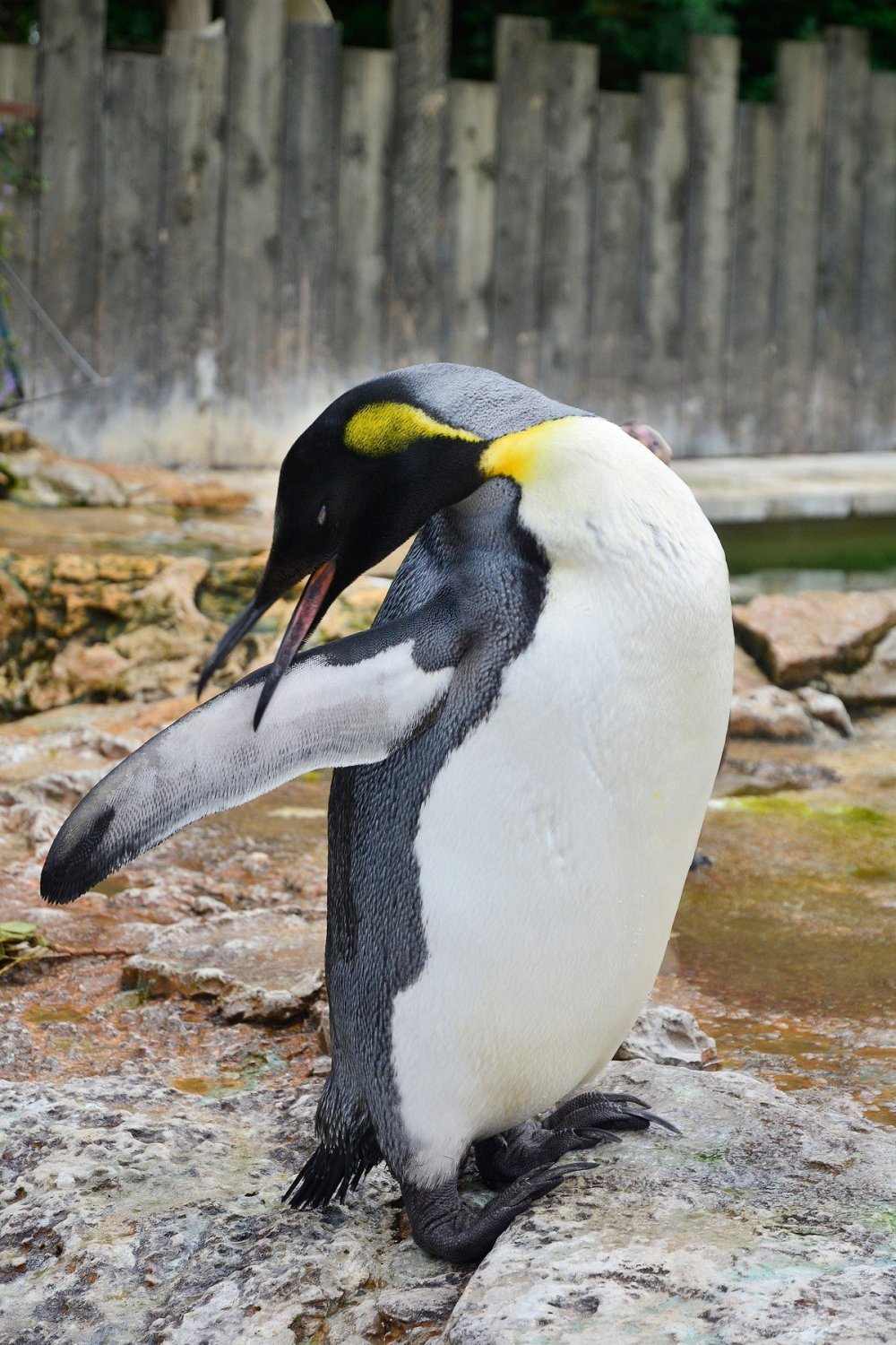 Mala velika pobjeda: Pingvin koji strahuje od vode naučio je plivati ...