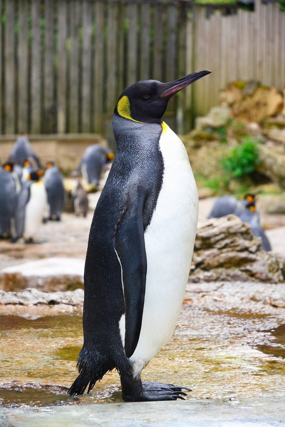Mala velika pobjeda: Pingvin koji strahuje od vode naučio je plivati ...