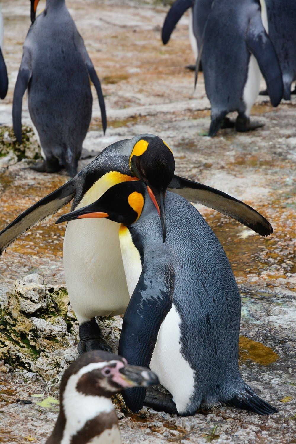 Mala velika pobjeda: Pingvin koji strahuje od vode naučio je plivati ...