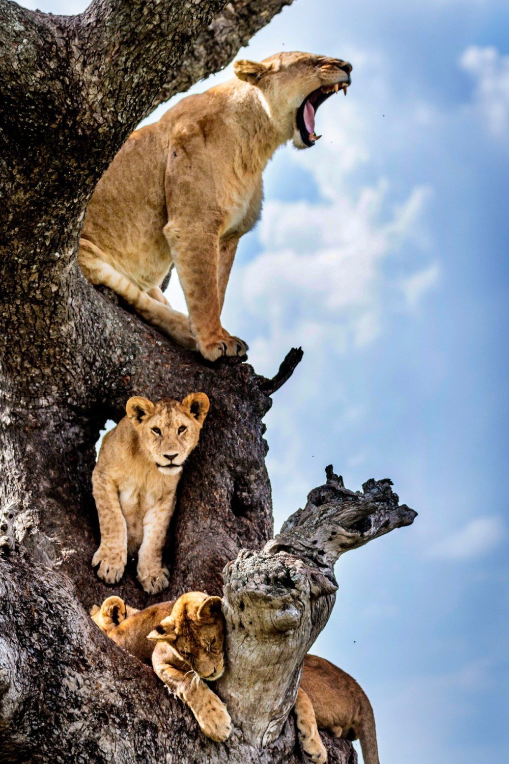 Što je istovremeno lijepo i strašno? Čopor lavova koji se izležava na ...