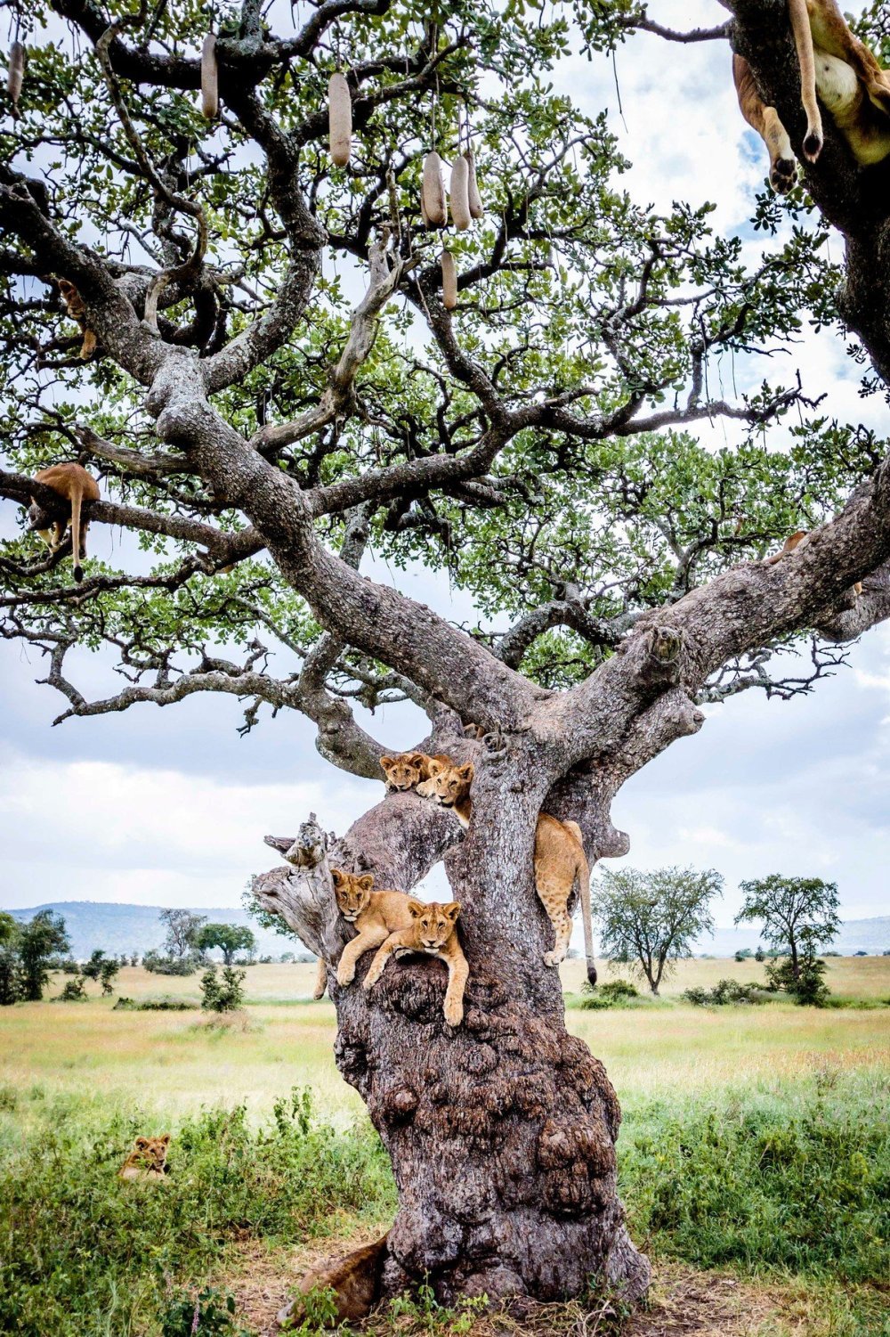 Što je istovremeno lijepo i strašno? Čopor lavova koji se izležava na ...