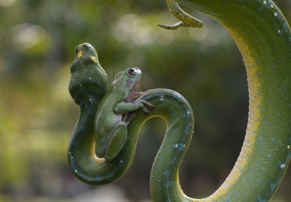 Žabe se stvarno vole voziti na drugim životinjama - tportal