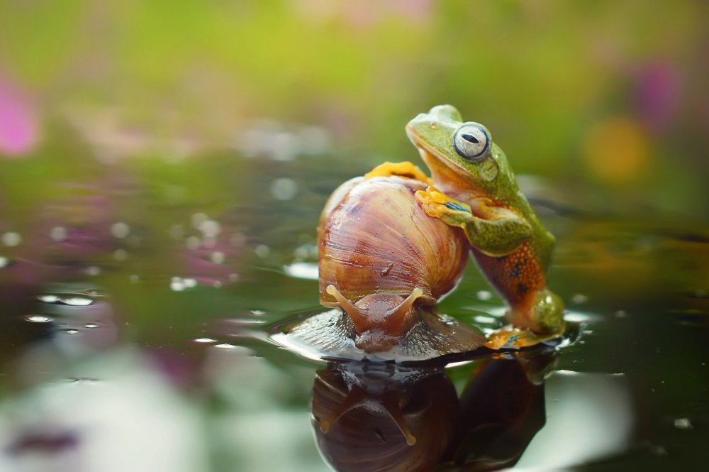 Žabe se stvarno vole voziti na drugim životinjama - tportal